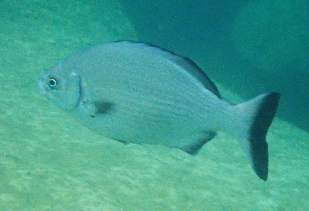 Silver Drummer from Northern Beaches Council, NSW, Australia on ...