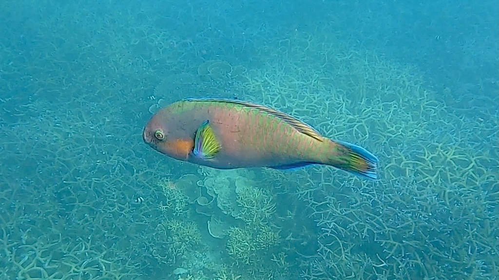 Surf Parrotfish from Bills Bay, Coral Bay, WA, AU on September 25, 2021 ...