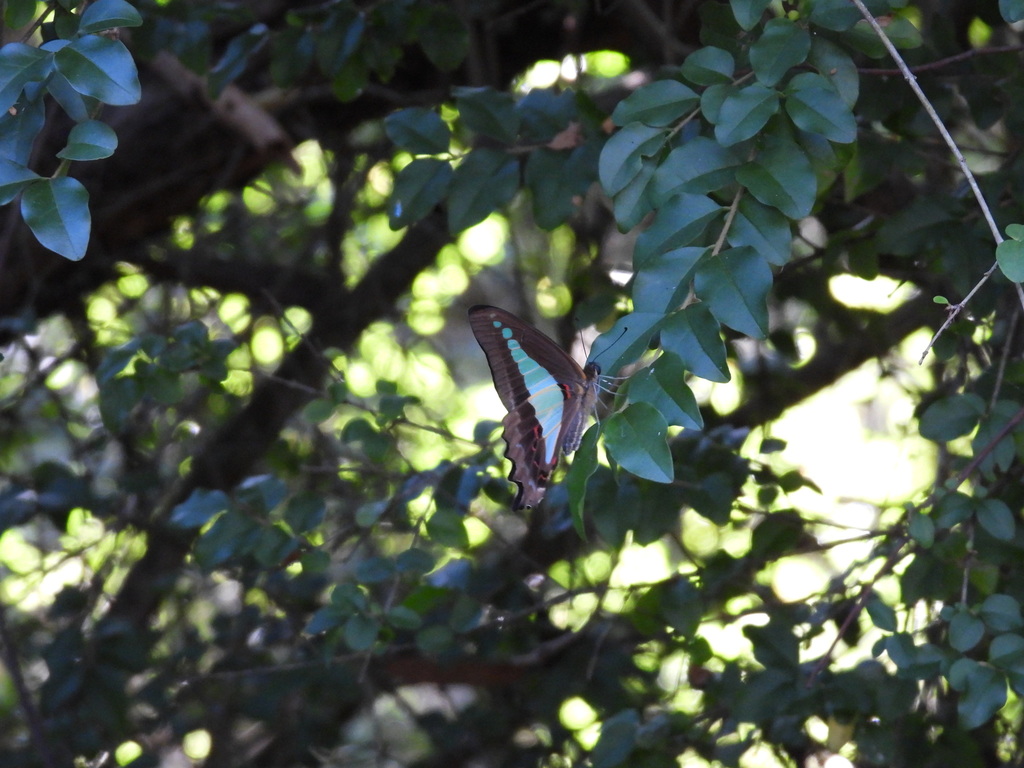 Blue Triangle Butterfly from Brisbane QLD, Australia on December 19 ...