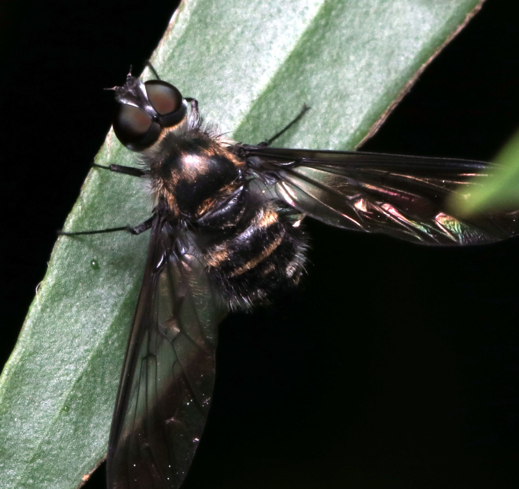 Thraxan in December 2021 by juliegraham173 · iNaturalist