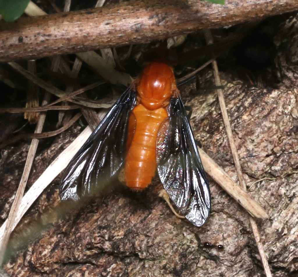 Australian garden maggot in December 2021 by juliegraham173 · iNaturalist