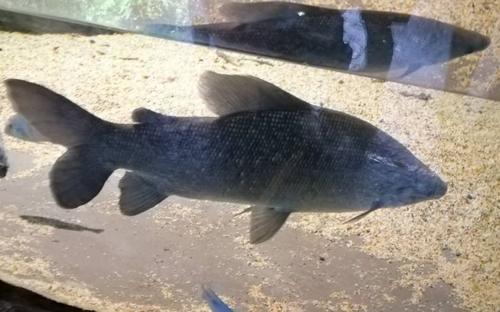 Grass-Eater (Distichodus rostratus) · iNaturalist