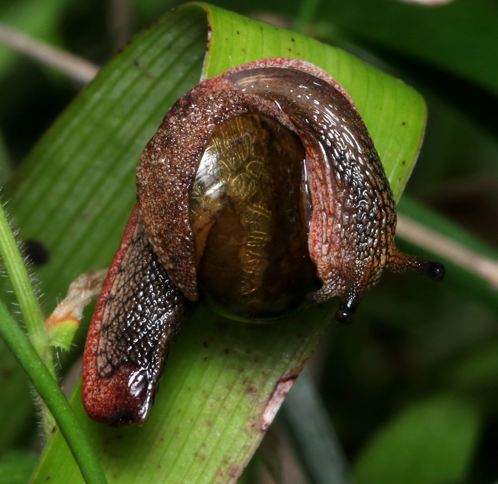 Crimson Foot Semi-slug in December 2021 by juliegraham173 · iNaturalist