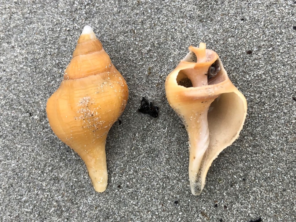 Australian Horse Conch from Eight Mile Creek SA 5291, Australia on ...