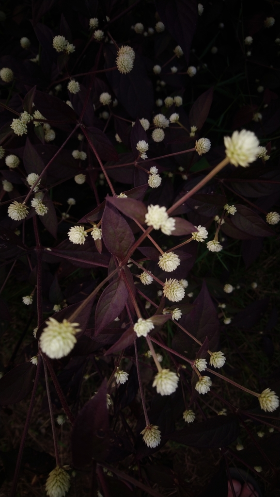 Ruby Leaf from 1, Tambon Ko Yao Noi, Amphoe Ko Yao, Chang Wat Phang-nga ...