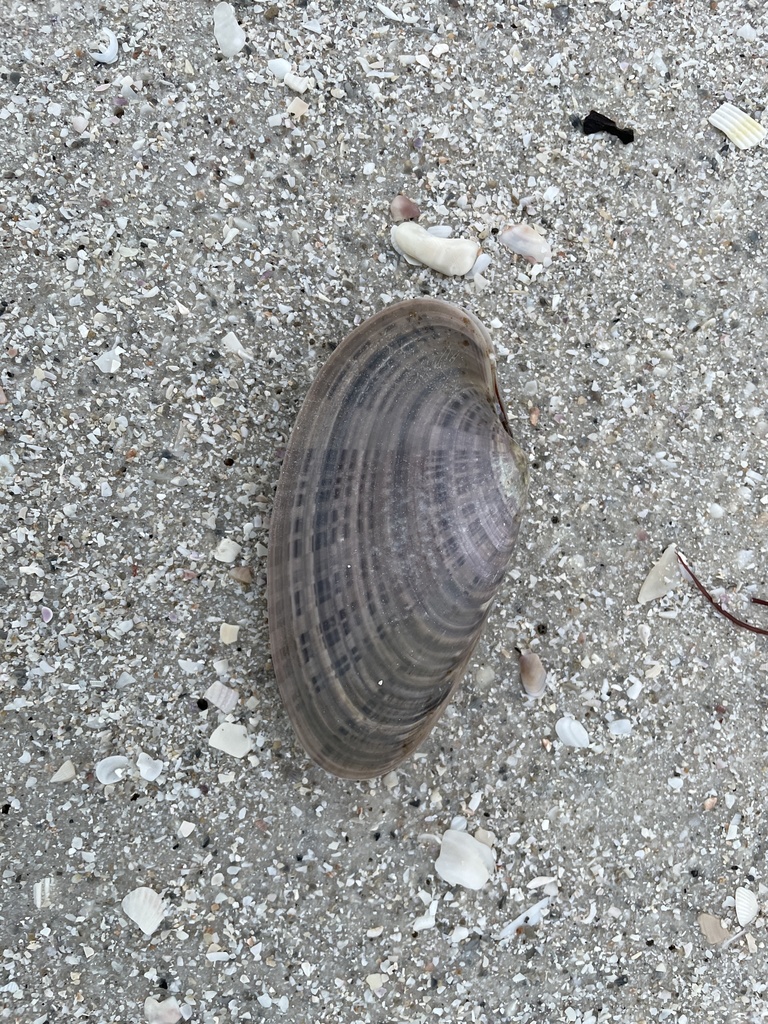 Sunray Venus Clam from Little Hickory Island, Bonita Springs, FL, US on ...