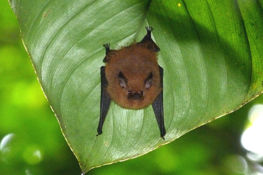 Shaggy Bat from Estação Ecológica de Murici on December 13, 2021 at 03: ...