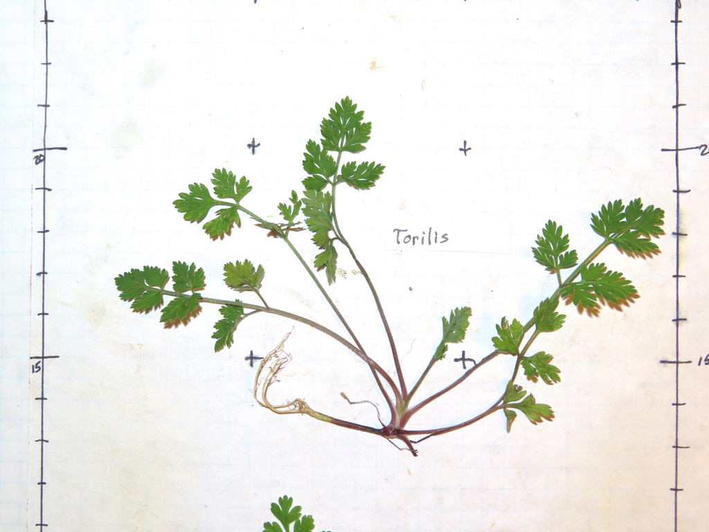 common hedge parsley from Salton Dr., Austin, Travis Co., TX on ...