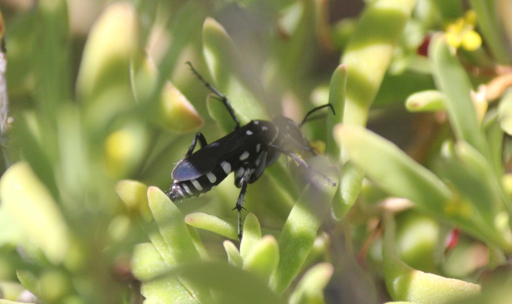 Typical Spider Wasps from Wakefield, South Australia, Australia on ...