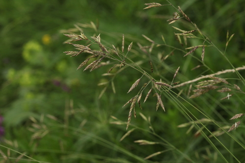 Festuca varia · iNaturalist