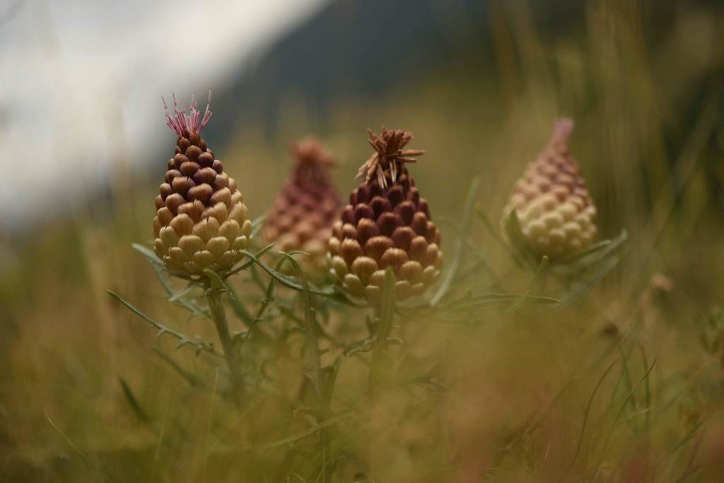 pinecone thistle from 05310 Champcella, France on July 23, 2016 at 09: ...