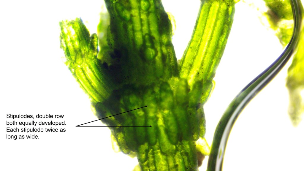 common stonewort from Dudley, UK on 20 December, 2021 at 02:57 PM by ...