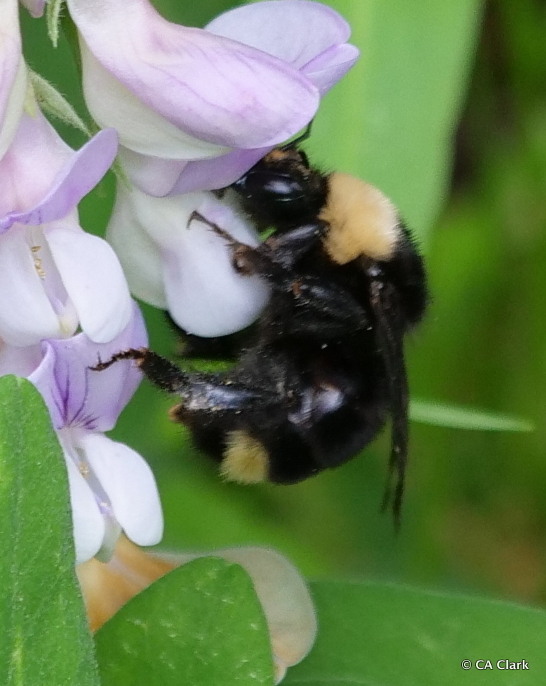 California Bumble Bee (Mount Rainier National Park Pollinator Guide 🐝 🦋 ...