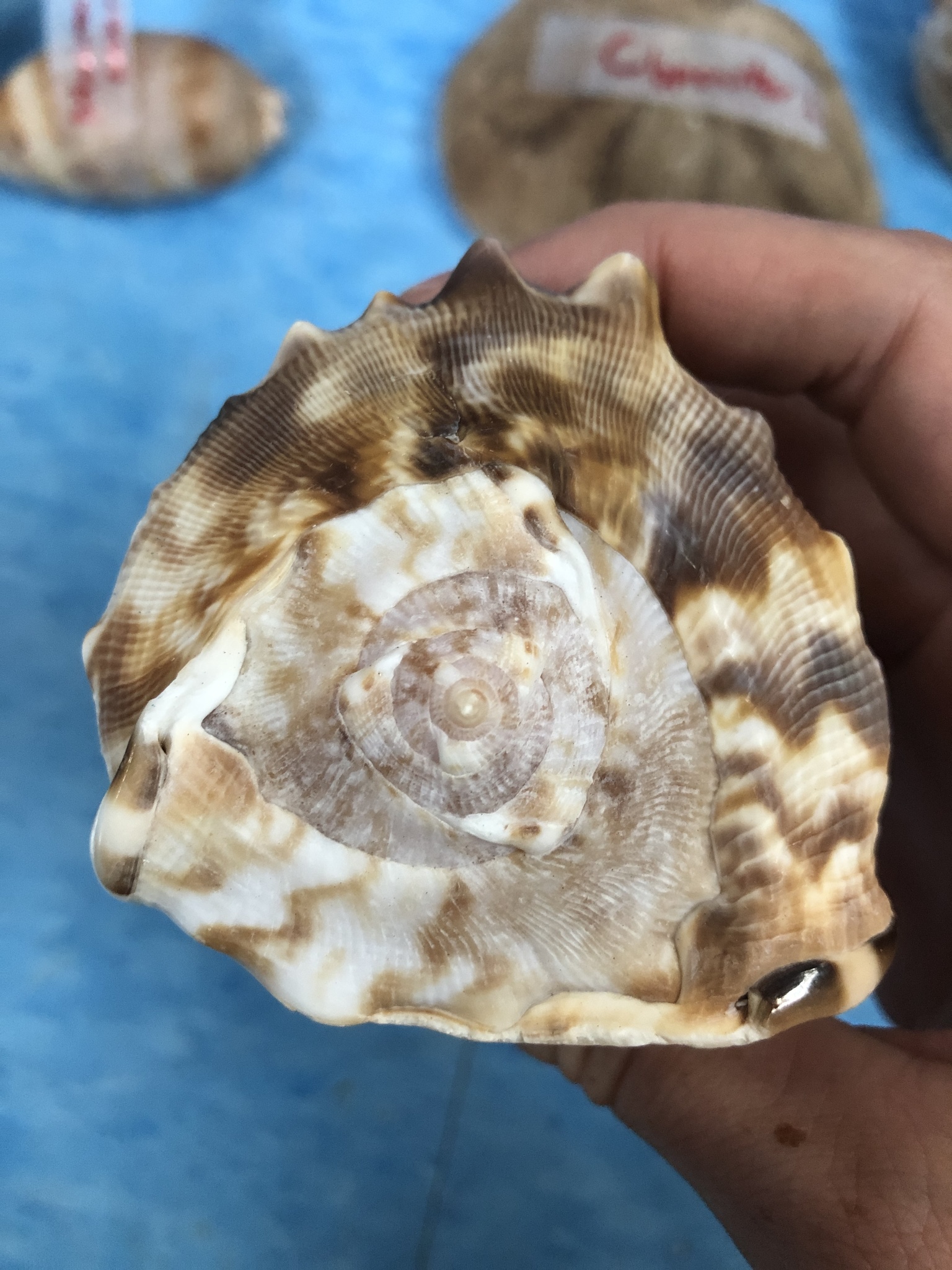 Cassis flammea (Linnaeus, 1758)