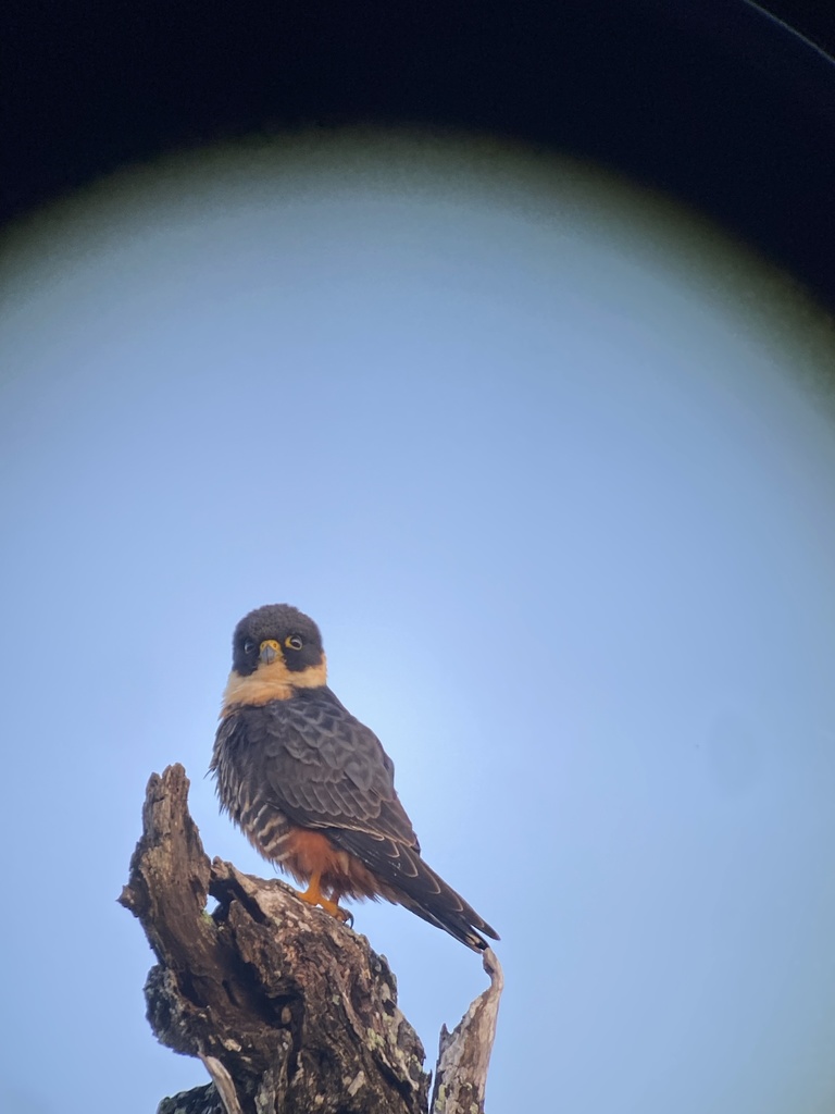 Bat Falcon from Bobcat Trail, Alamo, TX, US on December 20, 2021 at 08: ...