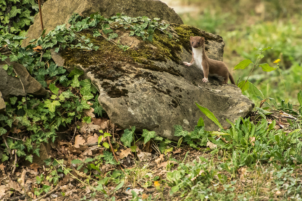 Eurasian Stoat from 05150 Saint-André-de-Rosans, France on July 27 ...