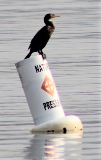 Double-crested Cormorant from Pacific Beach, San Diego, CA, USA on ...