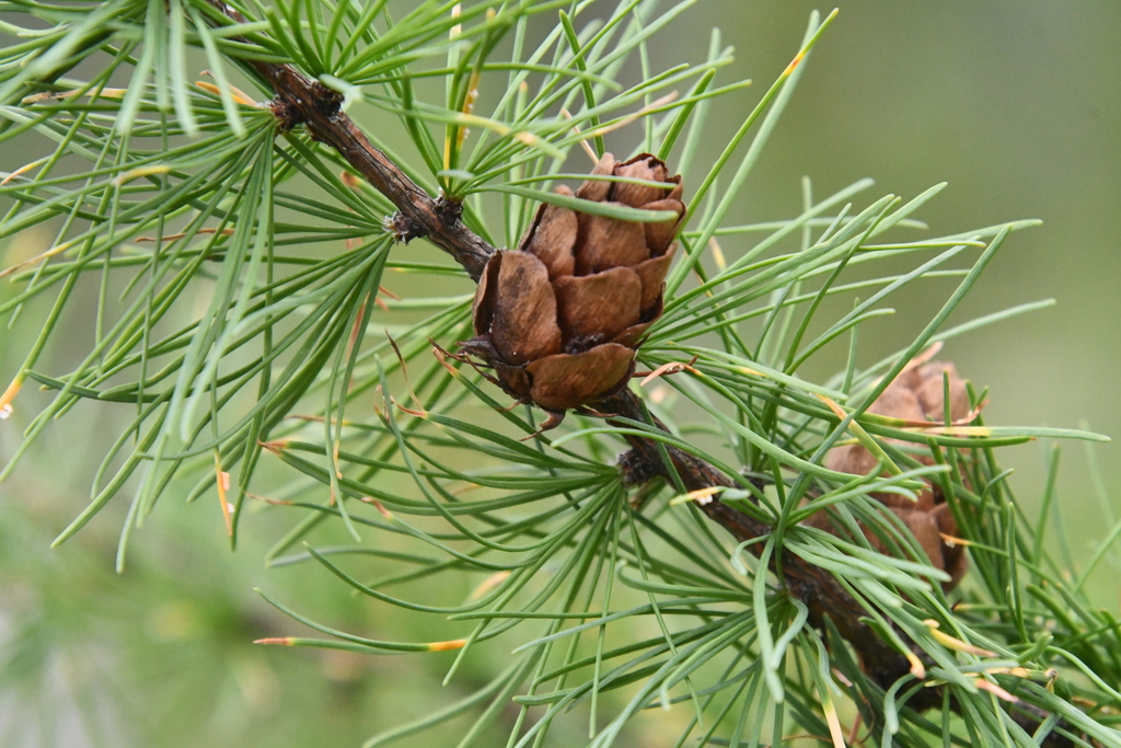 Larix archangelica (Флора Екатеринбурга | Flora of Yekaterinburg) · iNaturalist