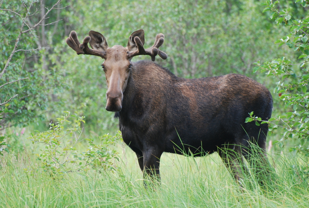 Moose from Bowron Lake Park, BC on July 28, 2007 by Bob McDougall ...