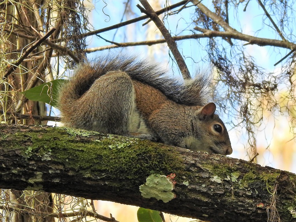 Eastern Gray Squirrel from Arthur R. Marshall Loxahatchee Wildlife ...