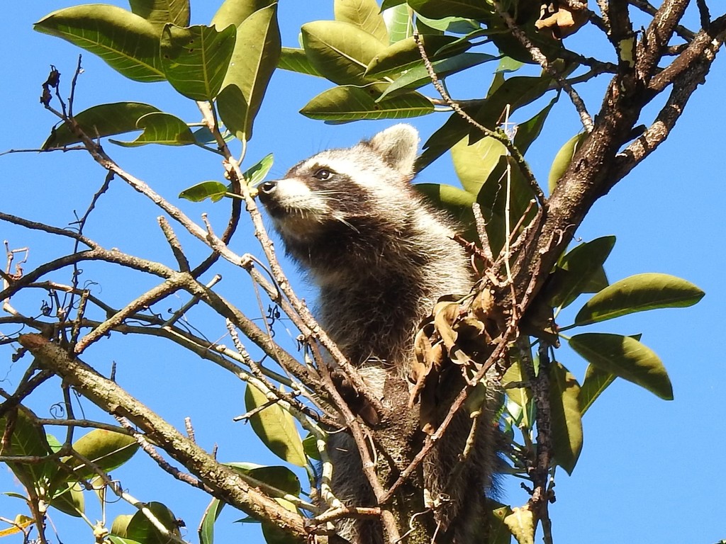 Common Raccoon from Arthur R. Marshall Loxahatchee Wildlife Refuge ...