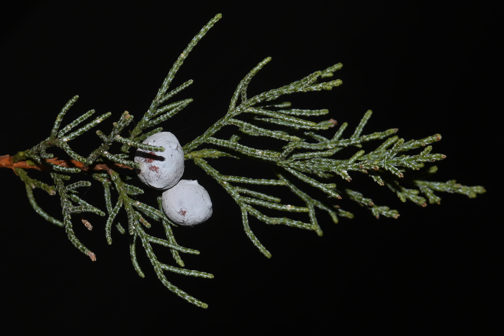 Rocky Mountain Juniper from Payson, AZ 85541, USA on June 14, 2021 at ...