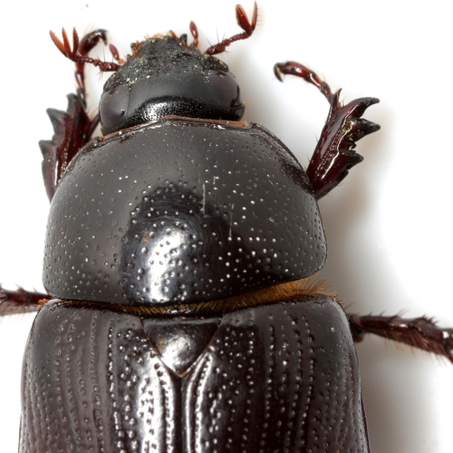 Tomarus sallaei · iNaturalist