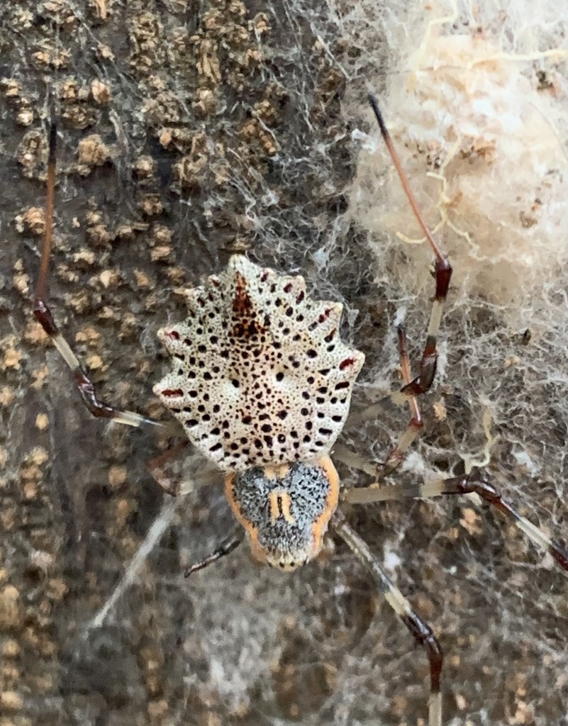 Ornamental Tree Trunk Spider from Bhovi Colony Main Road, Bengaluru, KA ...