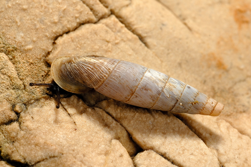 Sicania nobilis · iNaturalist