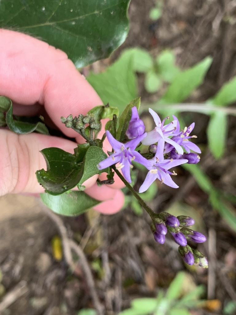 Puzzle Bush from Princess Alice Drive, East London, EC, ZA on 22 ...