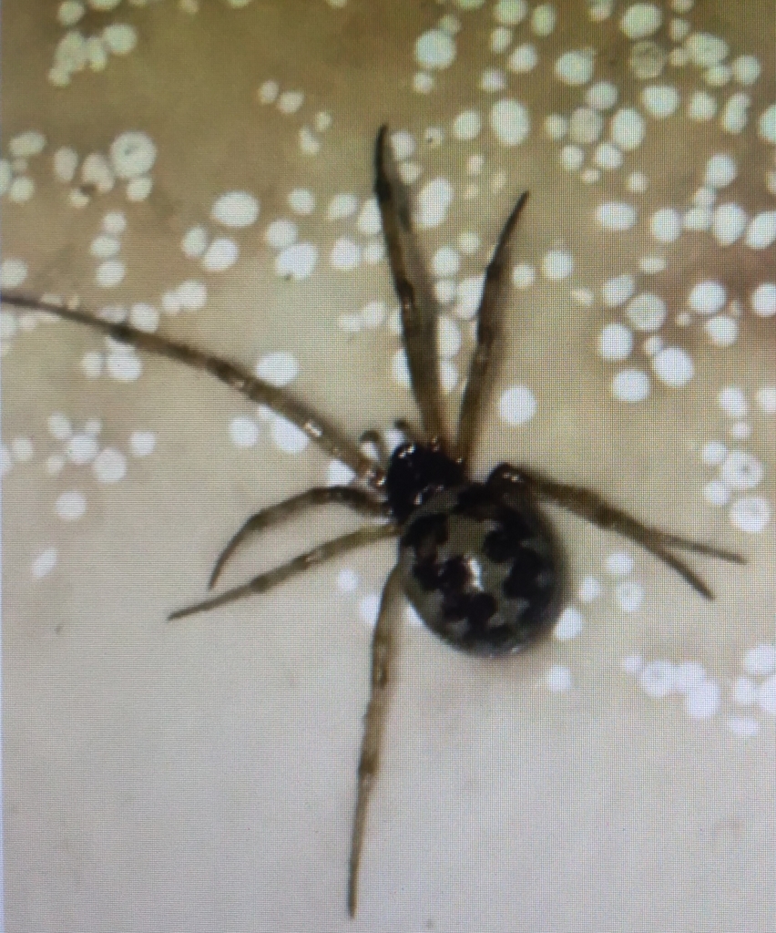 Triangulate Combfoot from Monclova, MX-CA, MX on December 22, 2021 at ...