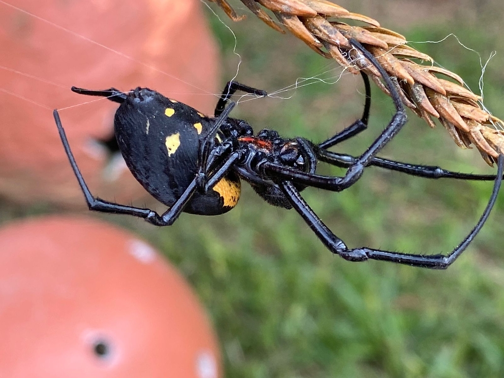 African Hermit Spider from Jardim Guaiuba, Guarujá - SP, Brasil on ...