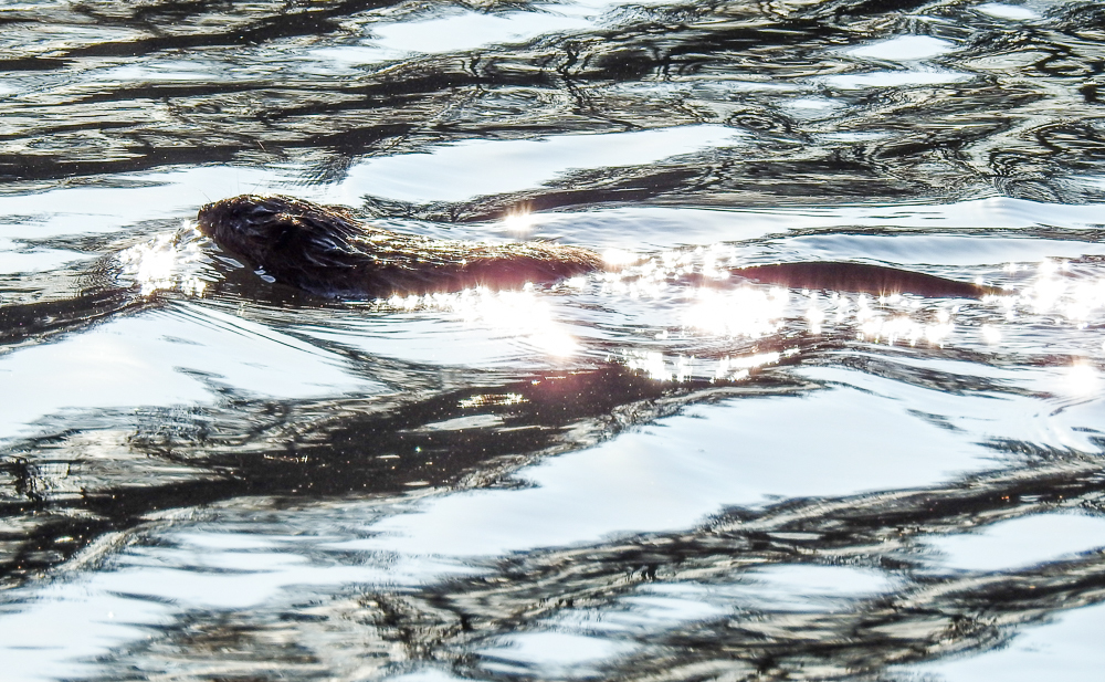 Muskrat from Piney Run west on December 22, 2021 at 09:52 AM by Emily L ...
