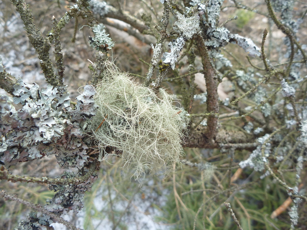 Fishbone Beard Lichen from Солнечногорский р-н, Московская обл., Россия ...