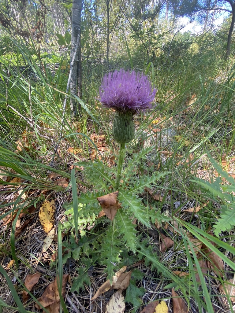 Hill's Thistle from Grayling, MI, US on July 30, 2021 at 12:15 PM by ...