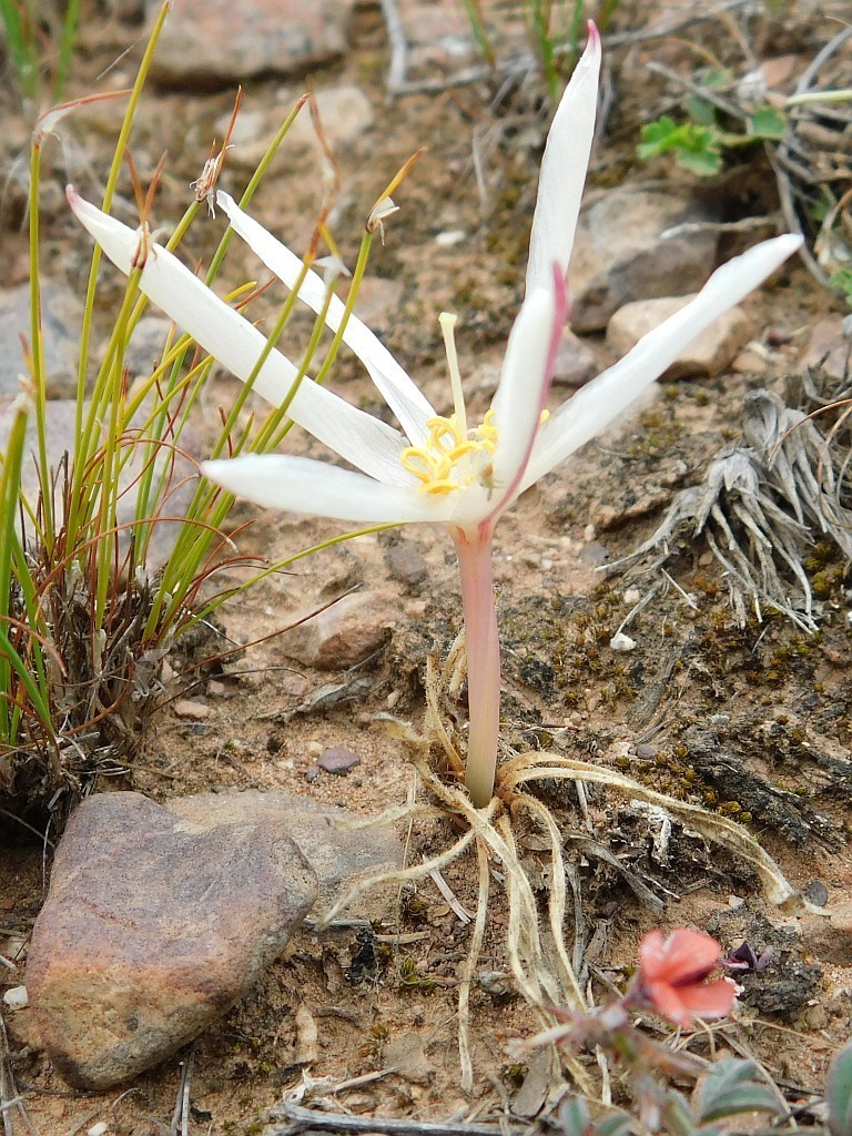 Bramakranka from Genadendal Bakenskop, 7234, South Africa on December ...