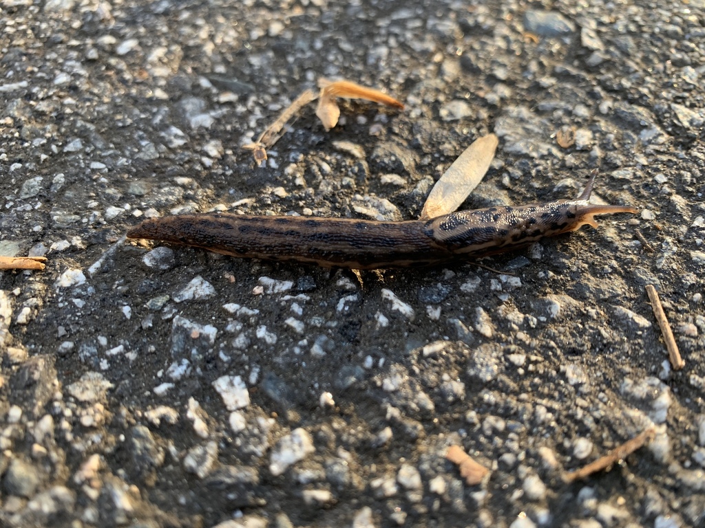 Leopard Slug from Tanglewood Golf, Clemmons, NC, US on December 22 ...
