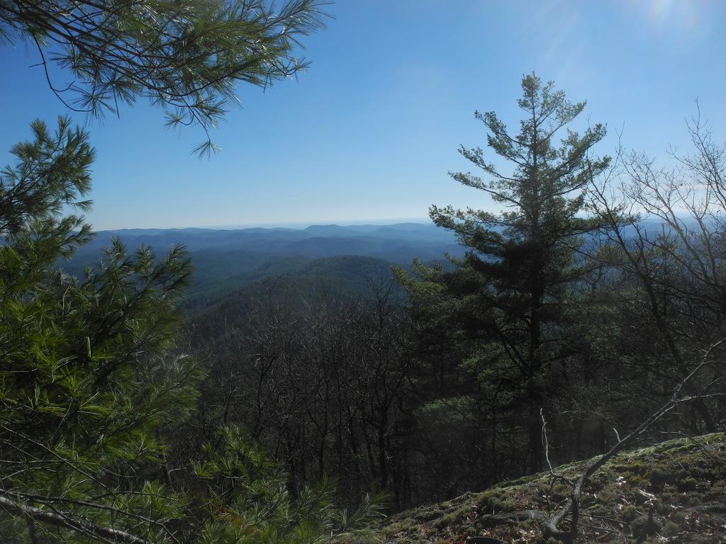 eastern white pine from Osage Mountain, North Carolina 28741, USA on ...