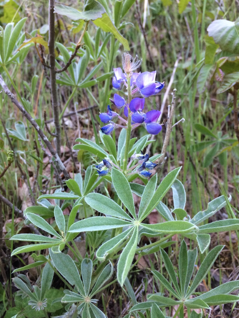 Miniature Lupine from 523 E 4th St, Hood River, OR, US on May 1, 2018 ...
