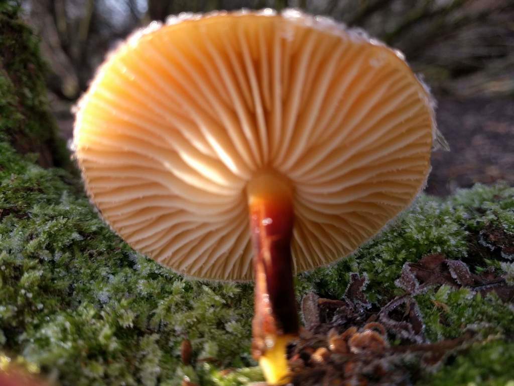 Velvet Foot from Noordwijk, Nederland on December 22, 2021 at 11:06 AM ...