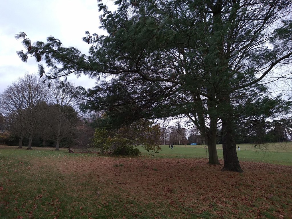 blue pine from Nottingham, UK on December 8, 2021 at 01:54 PM by Karen ...