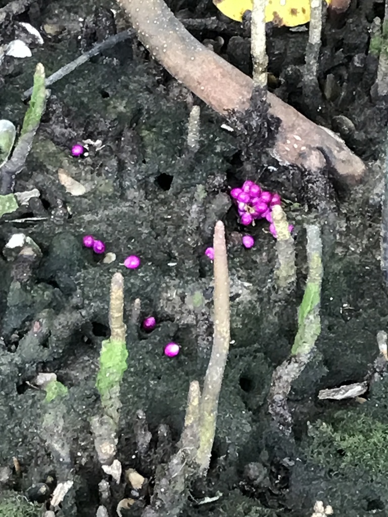 Java plum from 37th Ave N, Saint Petersburg, FL, US on December 22 ...