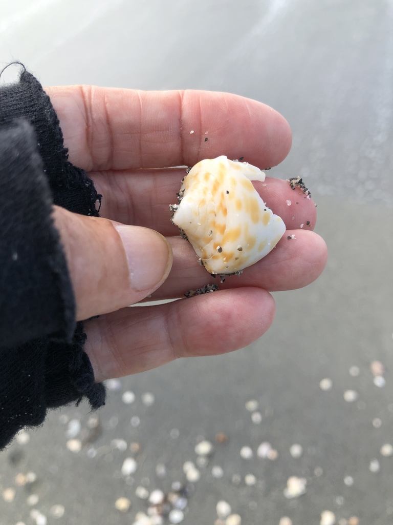 Alphabet Cone from North Atlantic Ocean, Captiva, FL, US on December 22 ...
