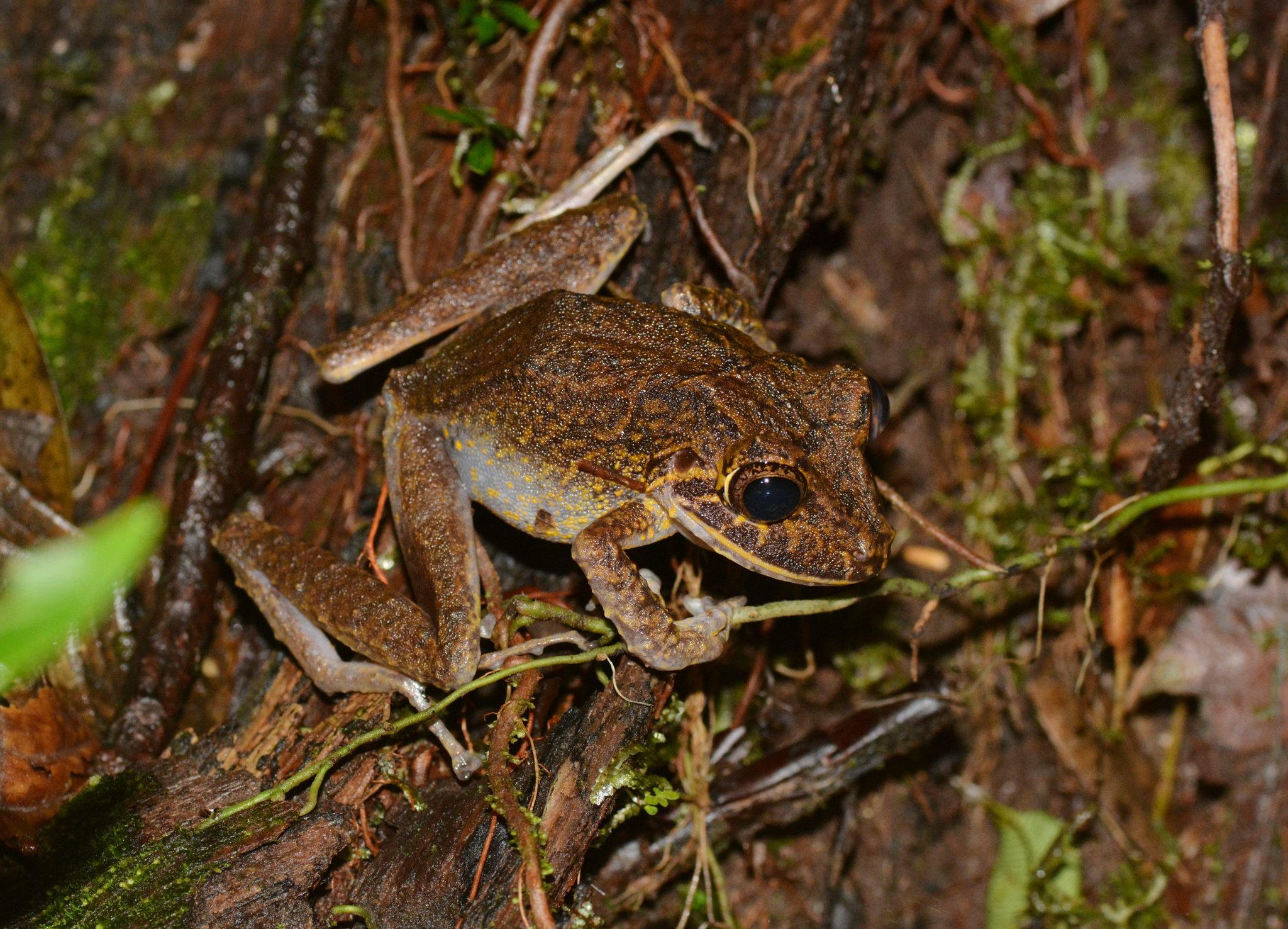 Pristimantis labiosus (Lynch, Ruiz-Carranza & Ardila-Robayo, 1994)
