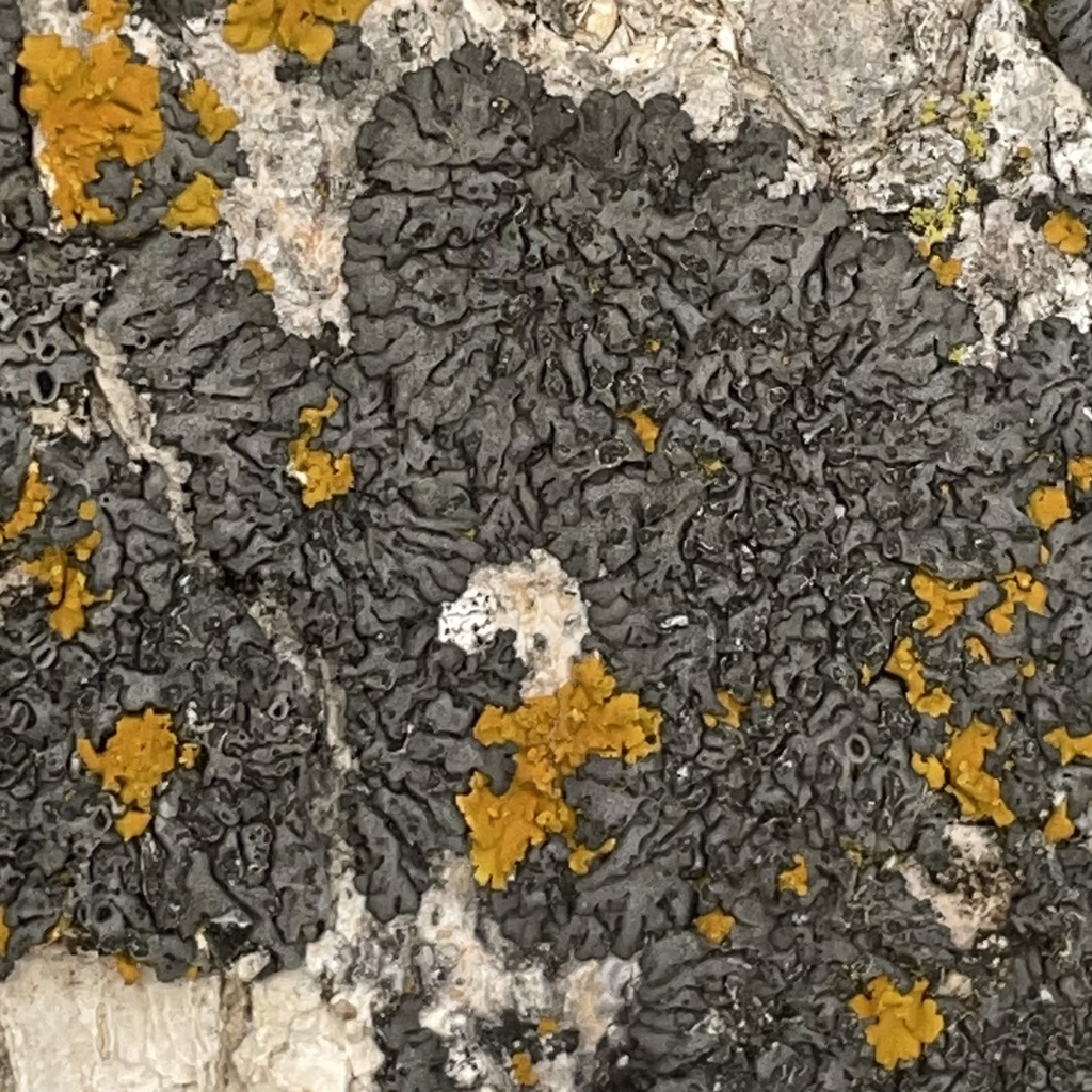 common lichens from Hamel Legion Park, Medina, MN, US on December 22 ...