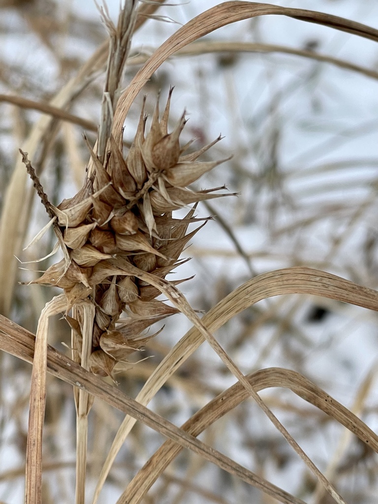 hop sedge from Wild Flower Trail, Medina, MN, US on December 22, 2021 ...