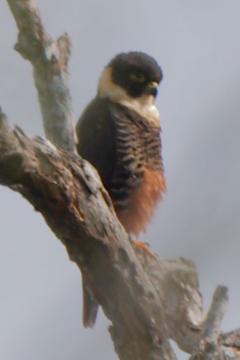 Bat Falcon from Hidalgo County, TX, USA on December 20, 2021 at 01:41 ...