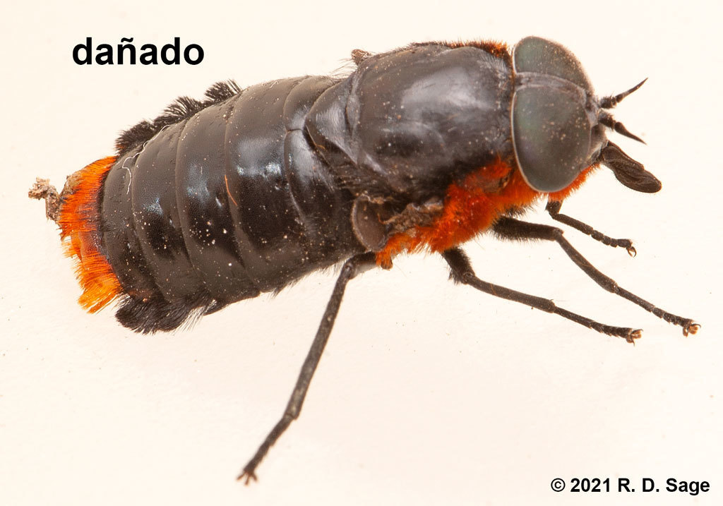 Osca lata from Bariloche Department, Río Negro, Argentina on January 10 ...