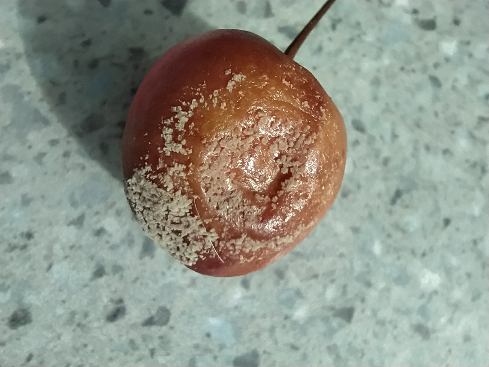 Monilinia fructicola (G.Winter) Honey