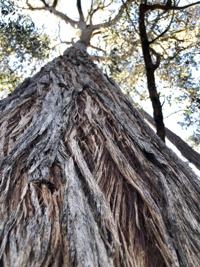 Red Stringybark from Birch Ward, Basalt, VIC, AU on December 22, 2021 ...